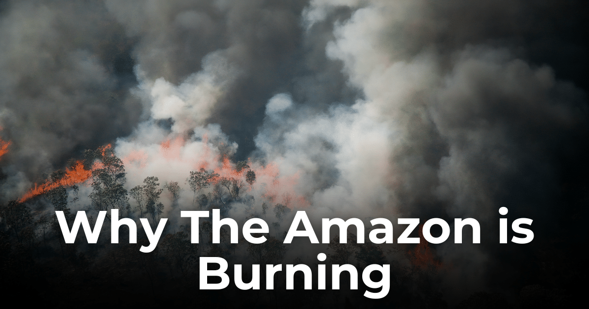 Why The Amazon Is Burning - Elizabeth April